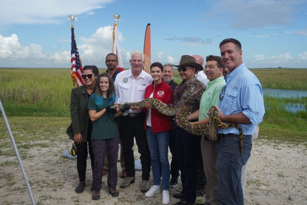 Florida offering cash prizes to hunt pythons in Everglades